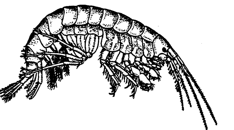 Ørreten og Marfloen • Ofa.no - Oslomarkas Fiskeadministrasjon